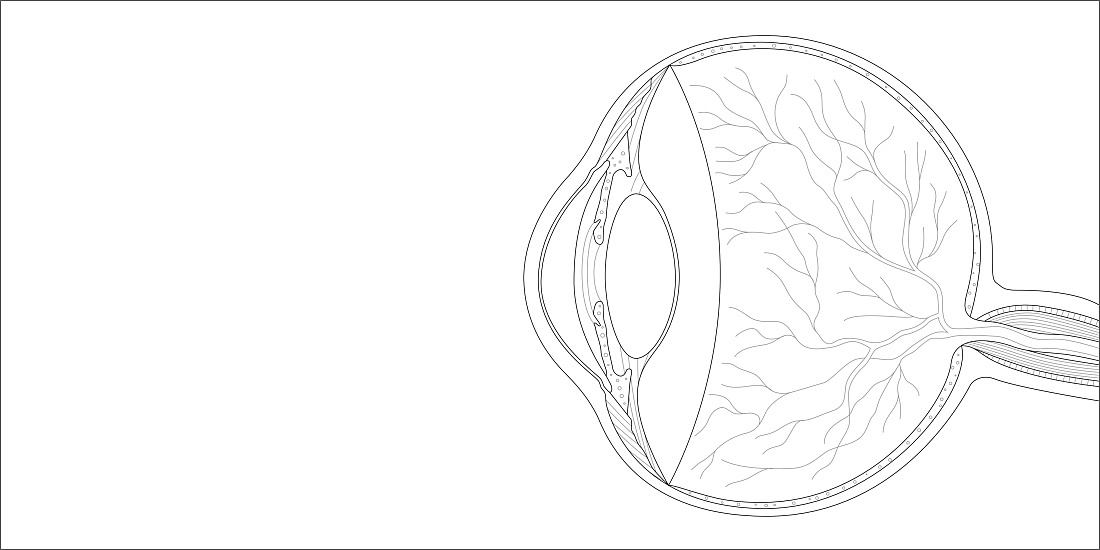 Guía - Principios - Fisiología del ojo | ERCO