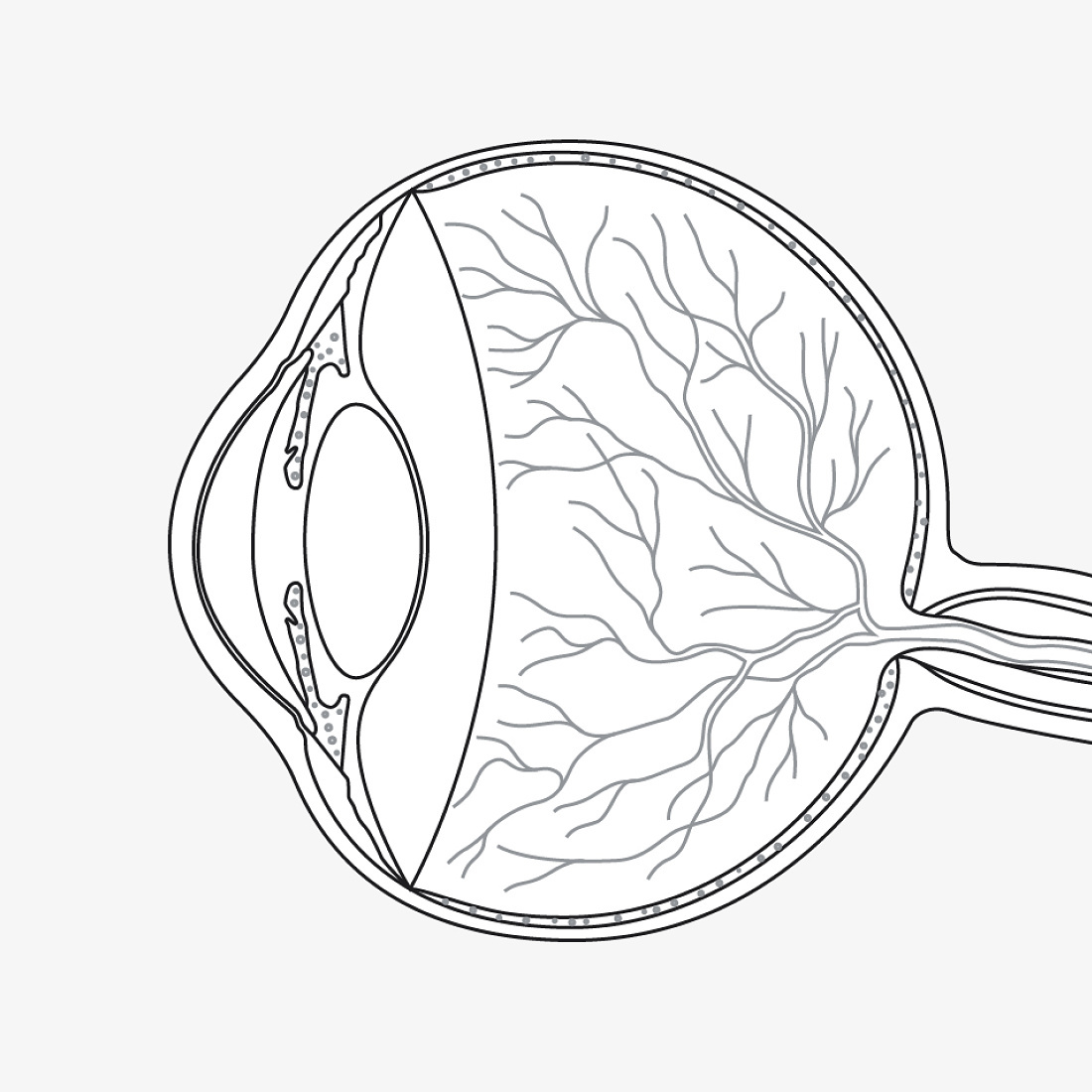 Human Eye Coloring Page
